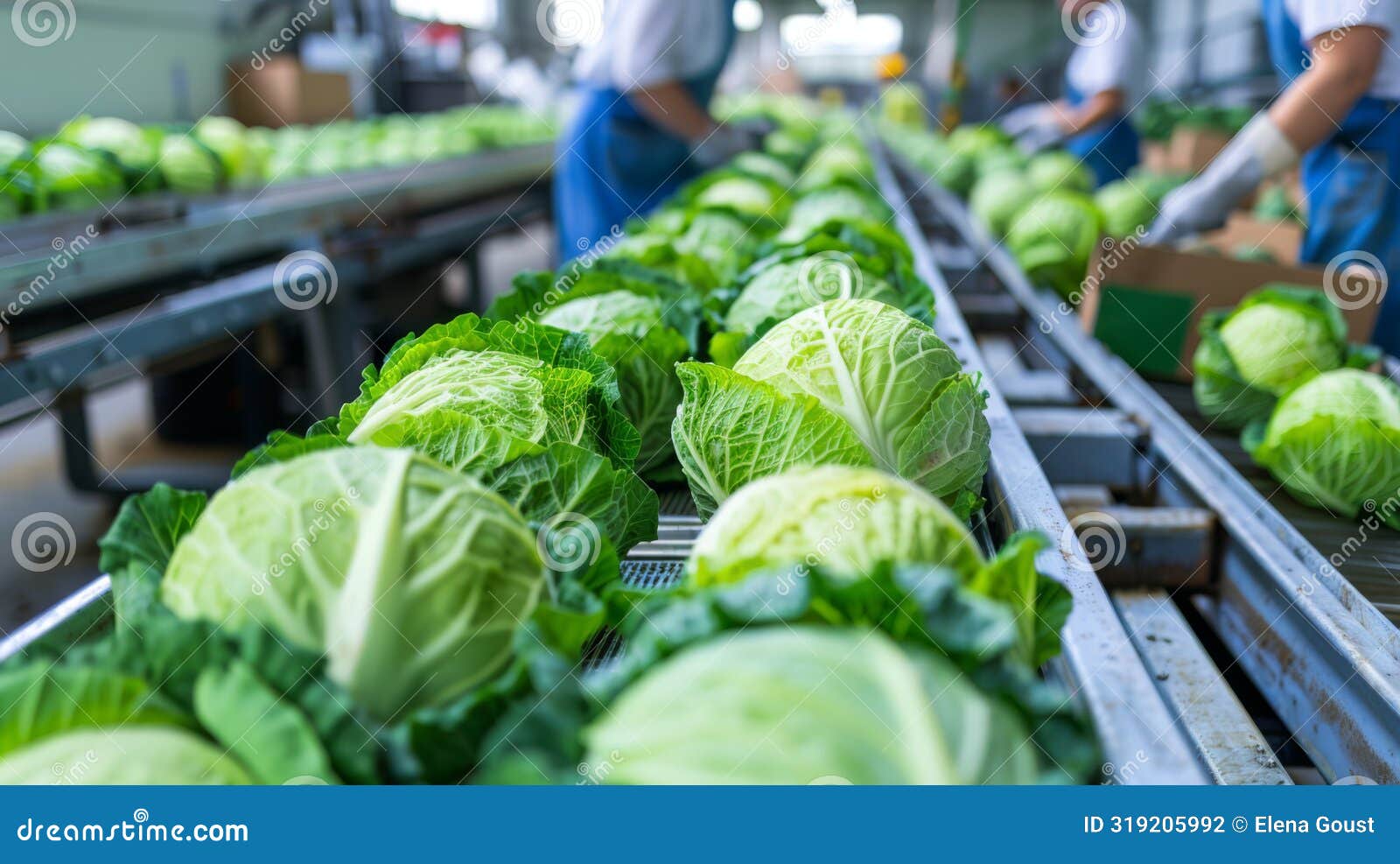 Efficient Cabbage Packaging Process in a Modern Facility Stock ...