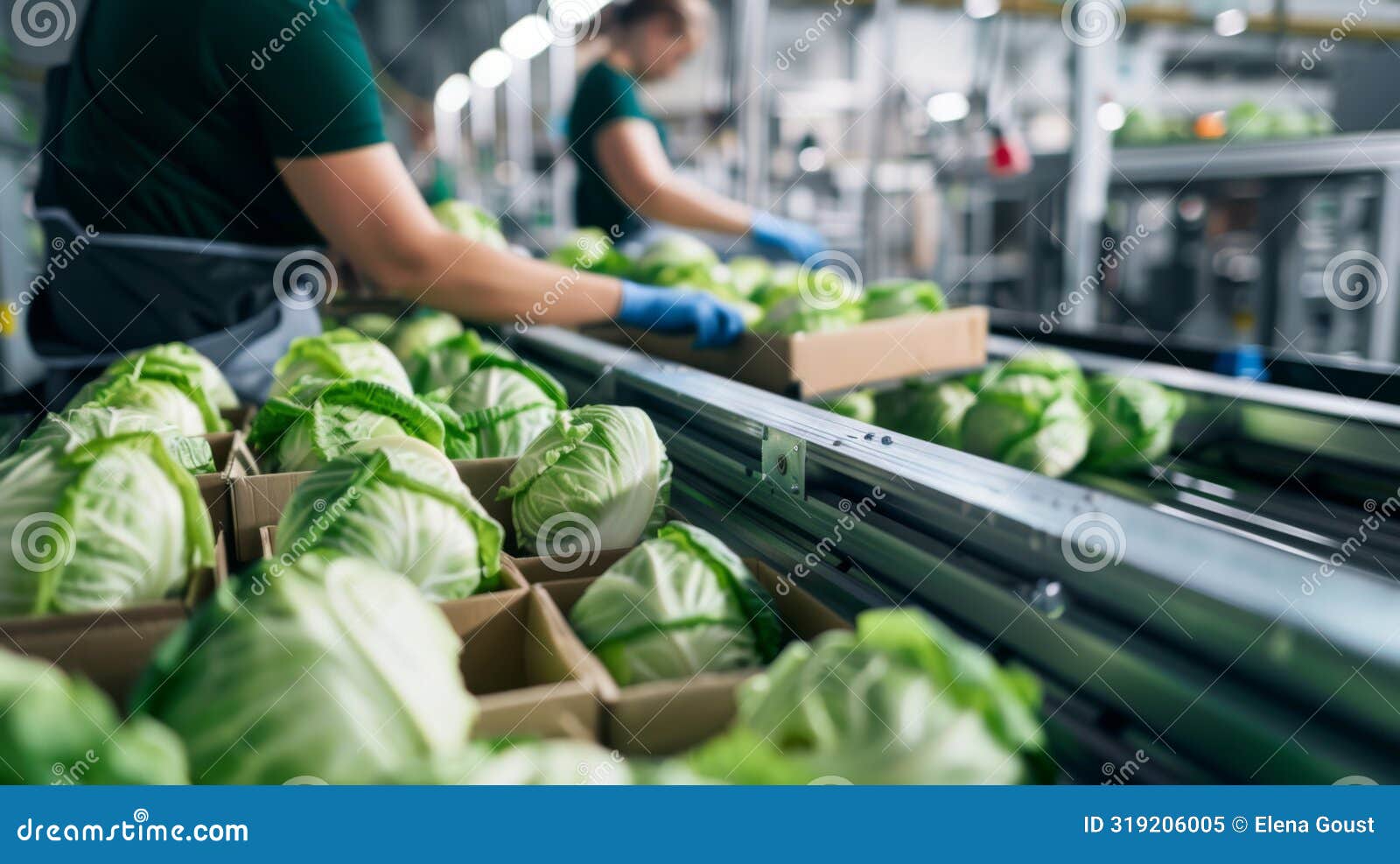 Efficient Cabbage Packaging Process in a Modern Facility Stock ...