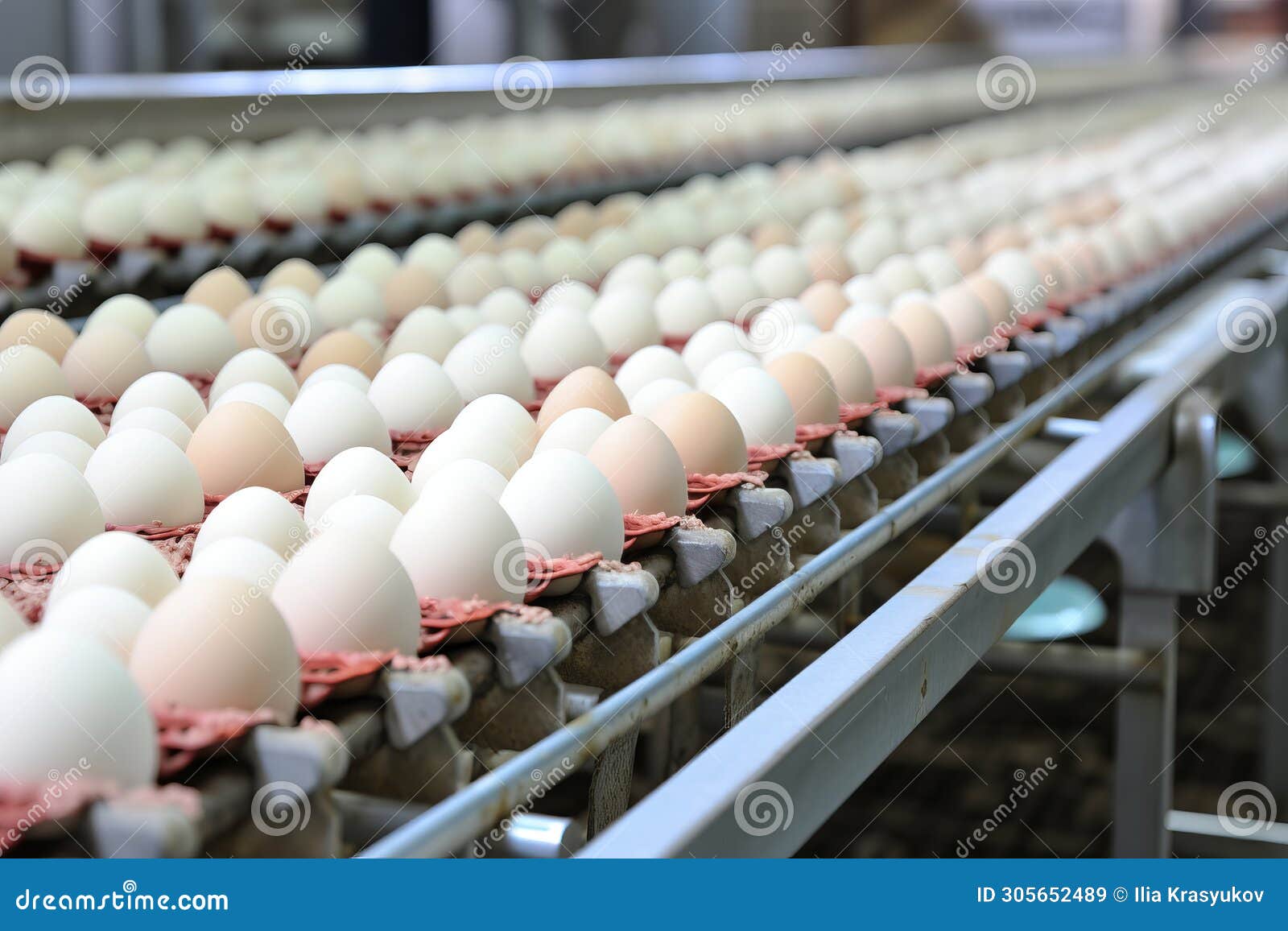 Efficient Chicken Egg Conveyor System. Seamless Transport, Precision ...