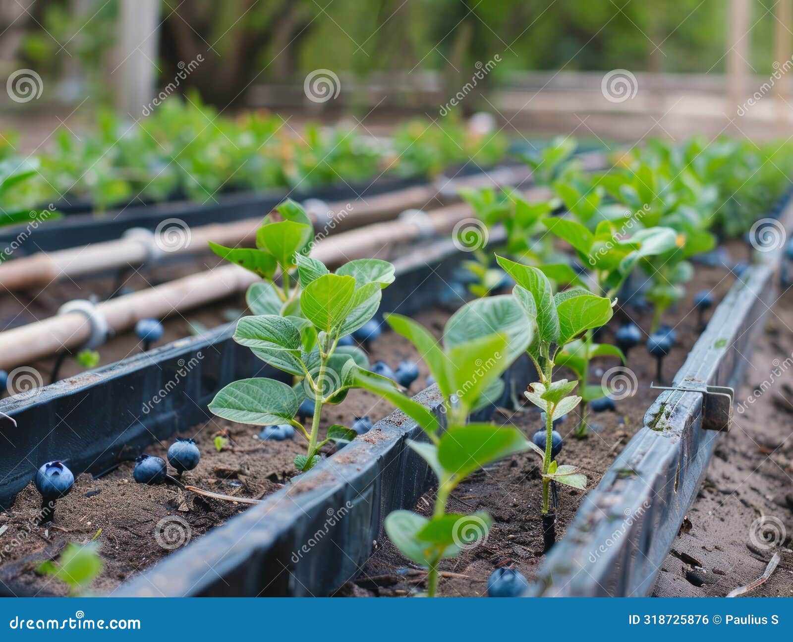 Efficient Drip Irrigation: Boosting Blueberry Growth in Raised Beds ...