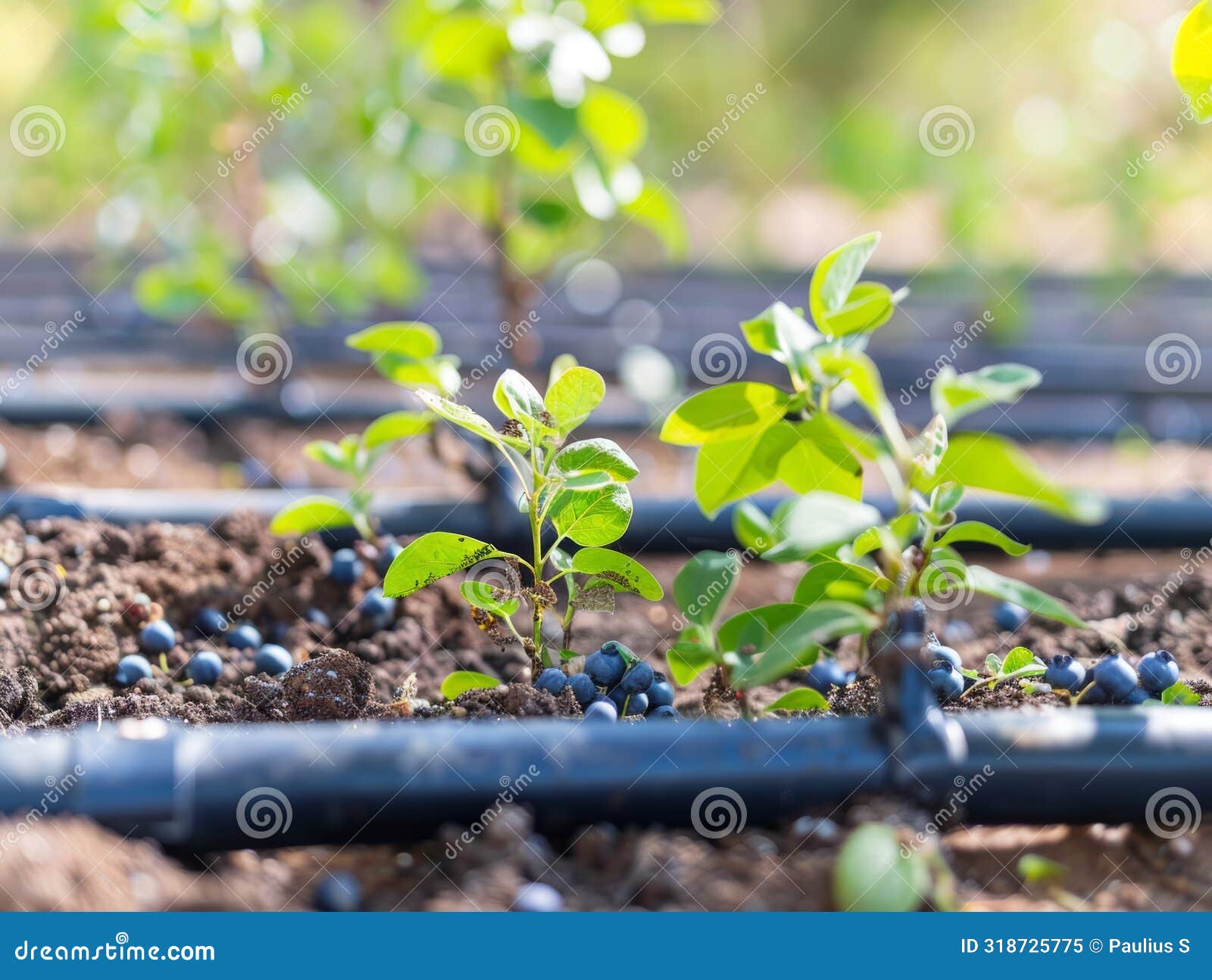 Efficient Drip Irrigation System for Blueberry Bushes in a Raised Bed ...