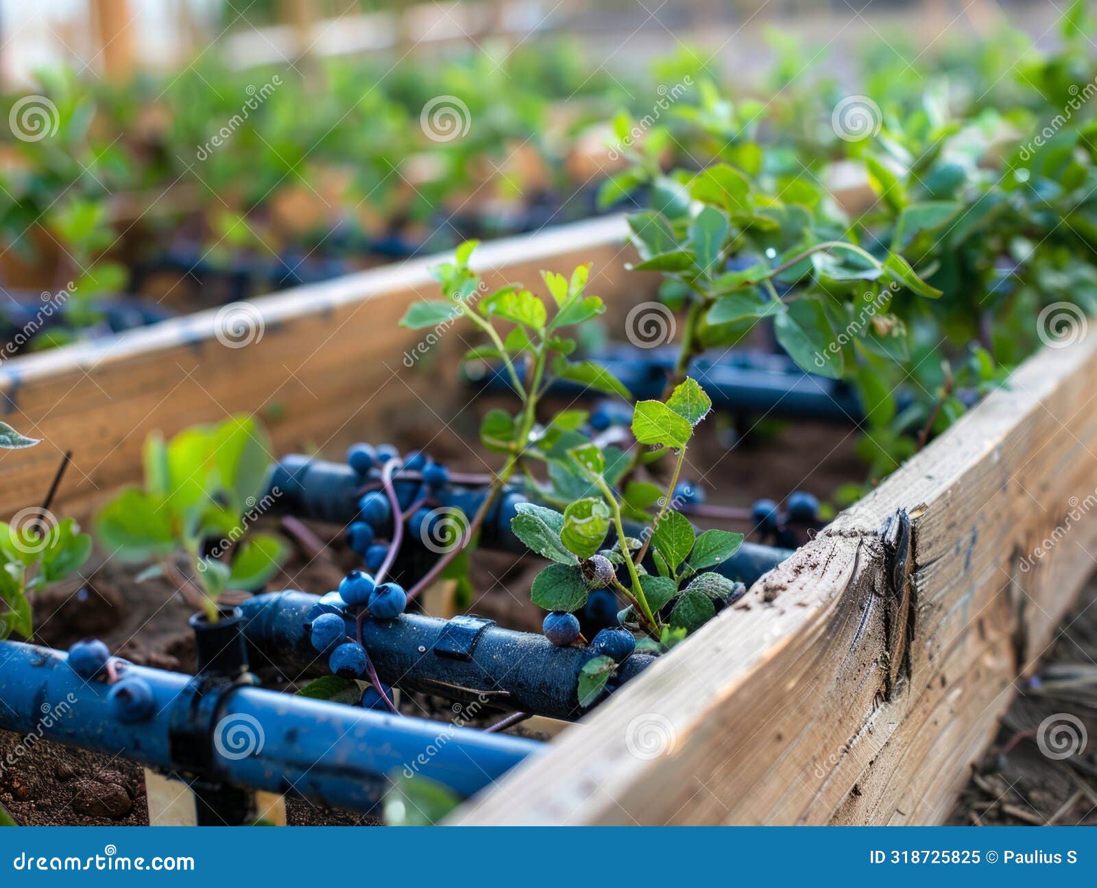 Efficient Drip Irrigation System for Blueberry Bushes in Raised Beds ...