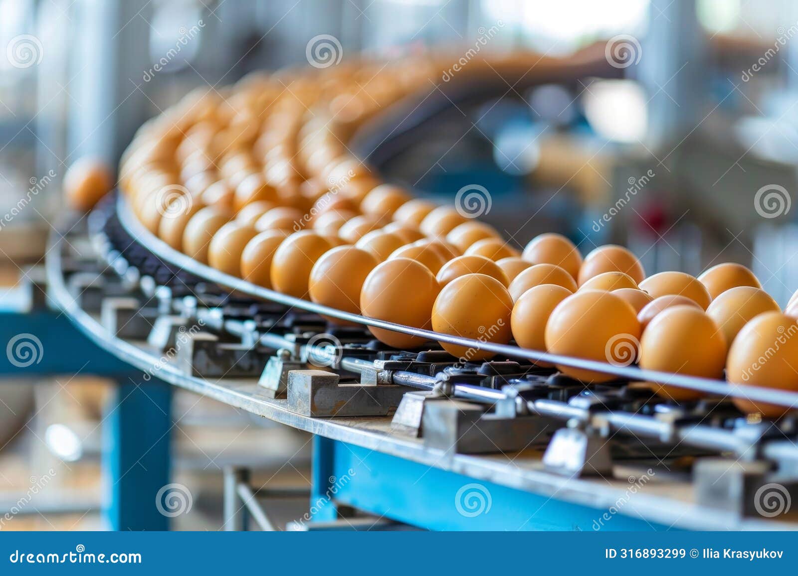 Efficient Egg Collection. Beige Chicken Eggs Moving on Conveyor at a ...