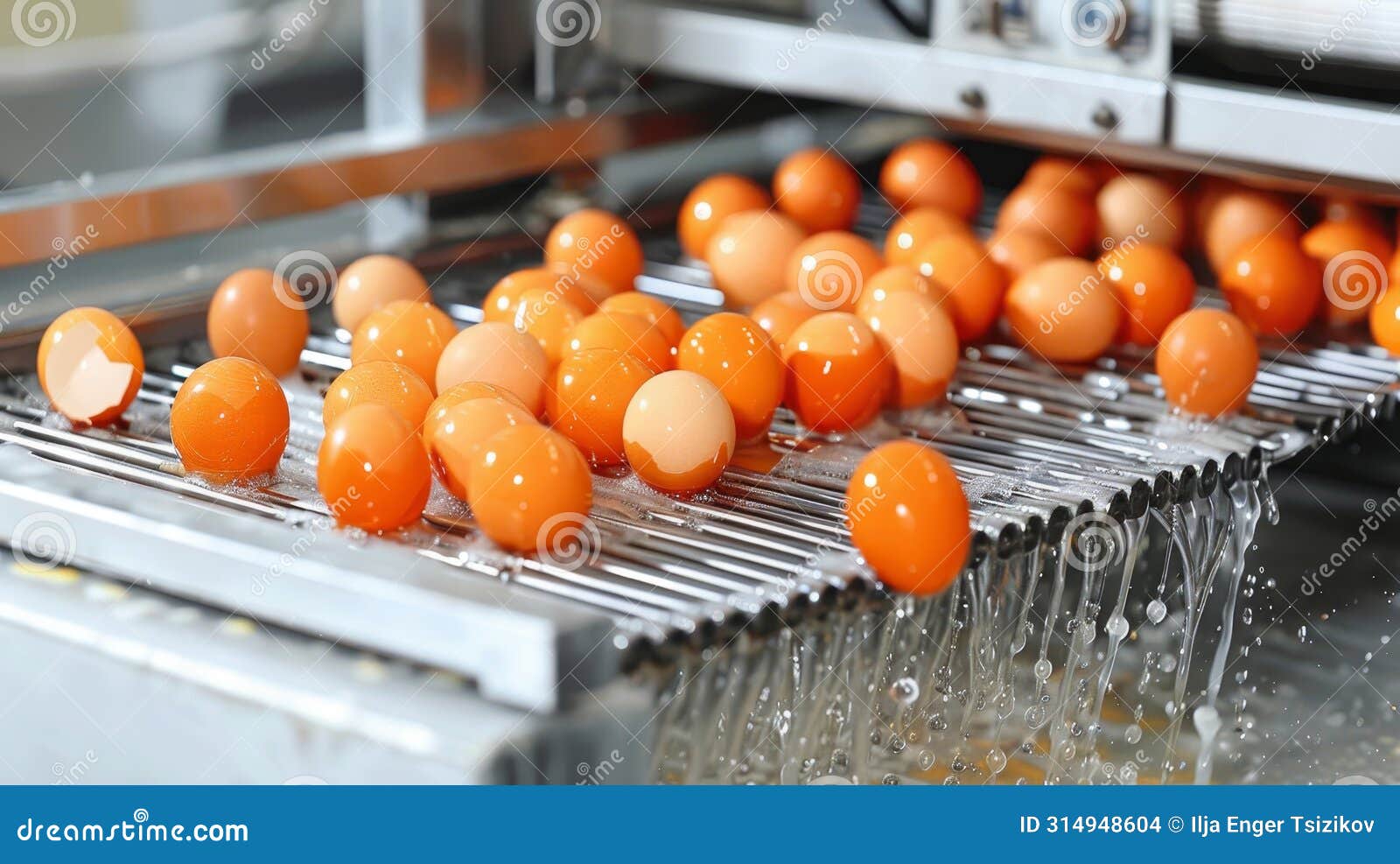 Efficient Egg Sorting Machine in a Commercial Egg Production Facility ...