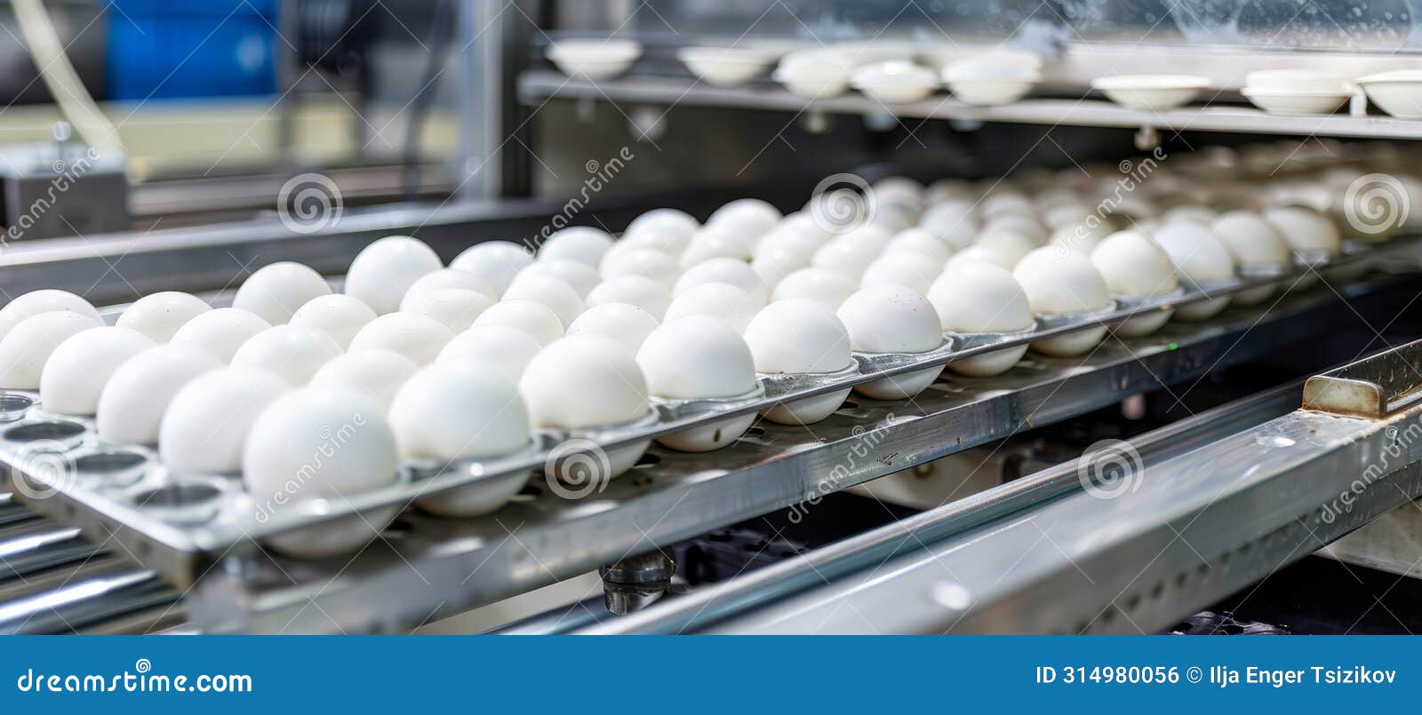Efficient Egg Sorting Machine in a Commercial Production Facility ...