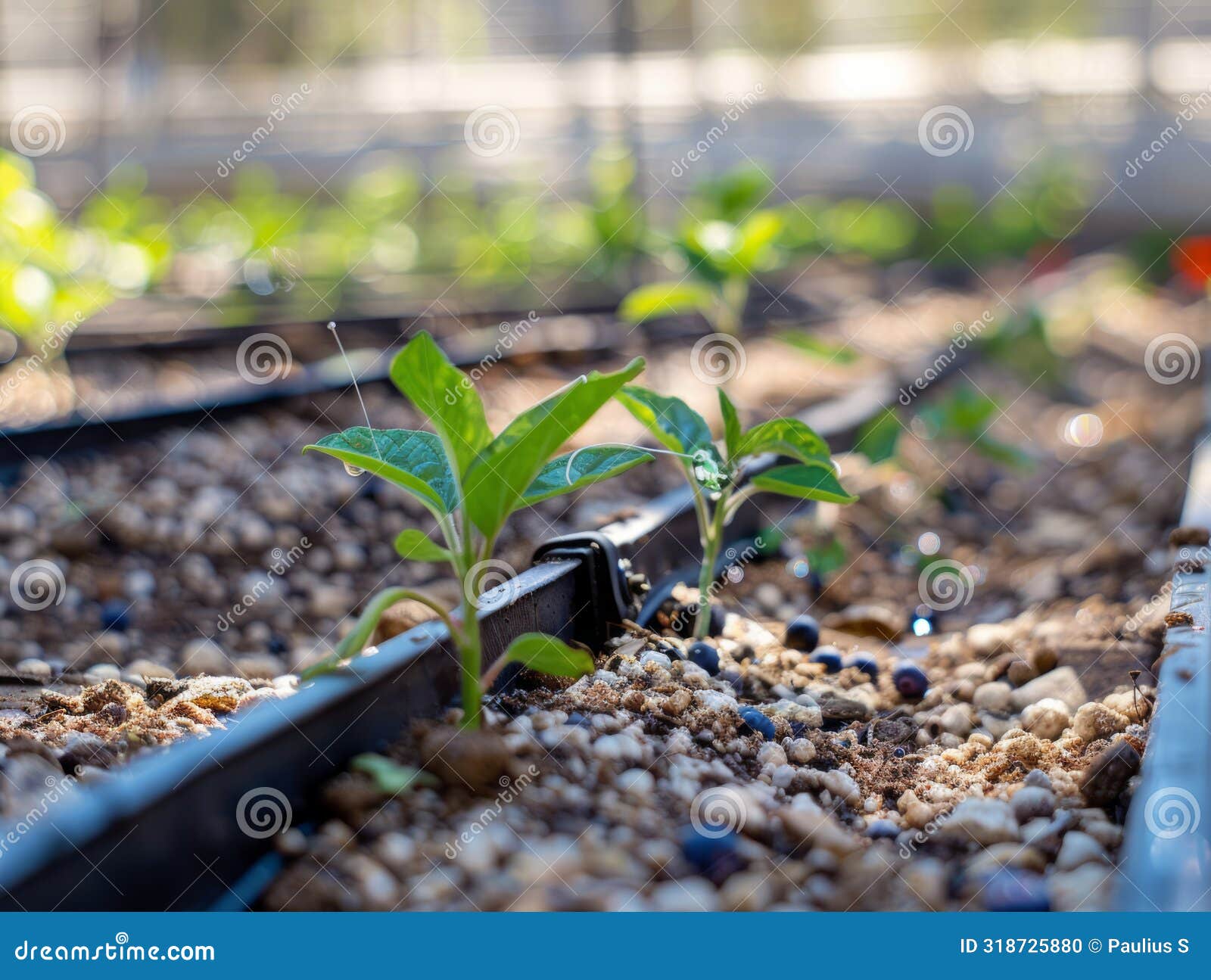 Efficient Irrigation: Drip System Nurturing Blueberry Bushes in Raised ...
