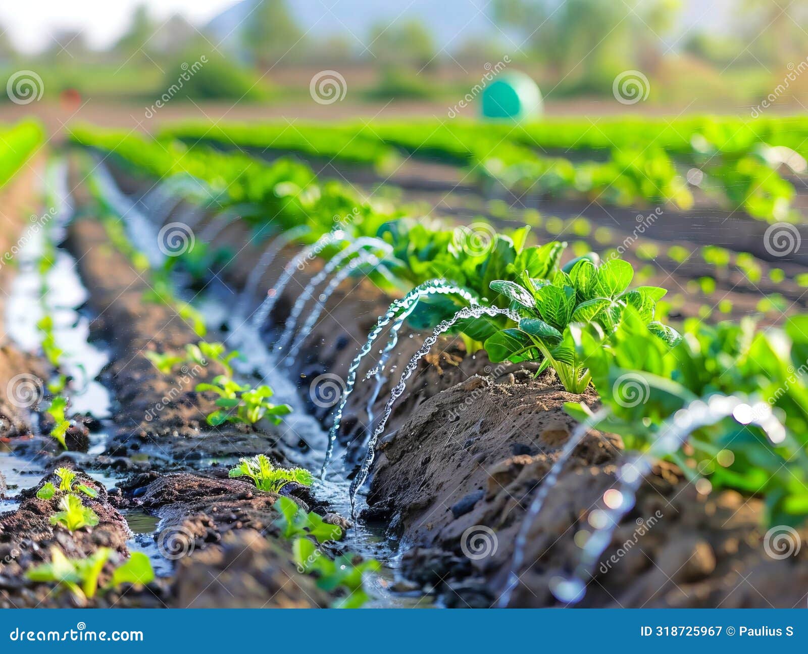 Efficient Water Distribution: Exploring the Benefits of Drip Irrigation ...