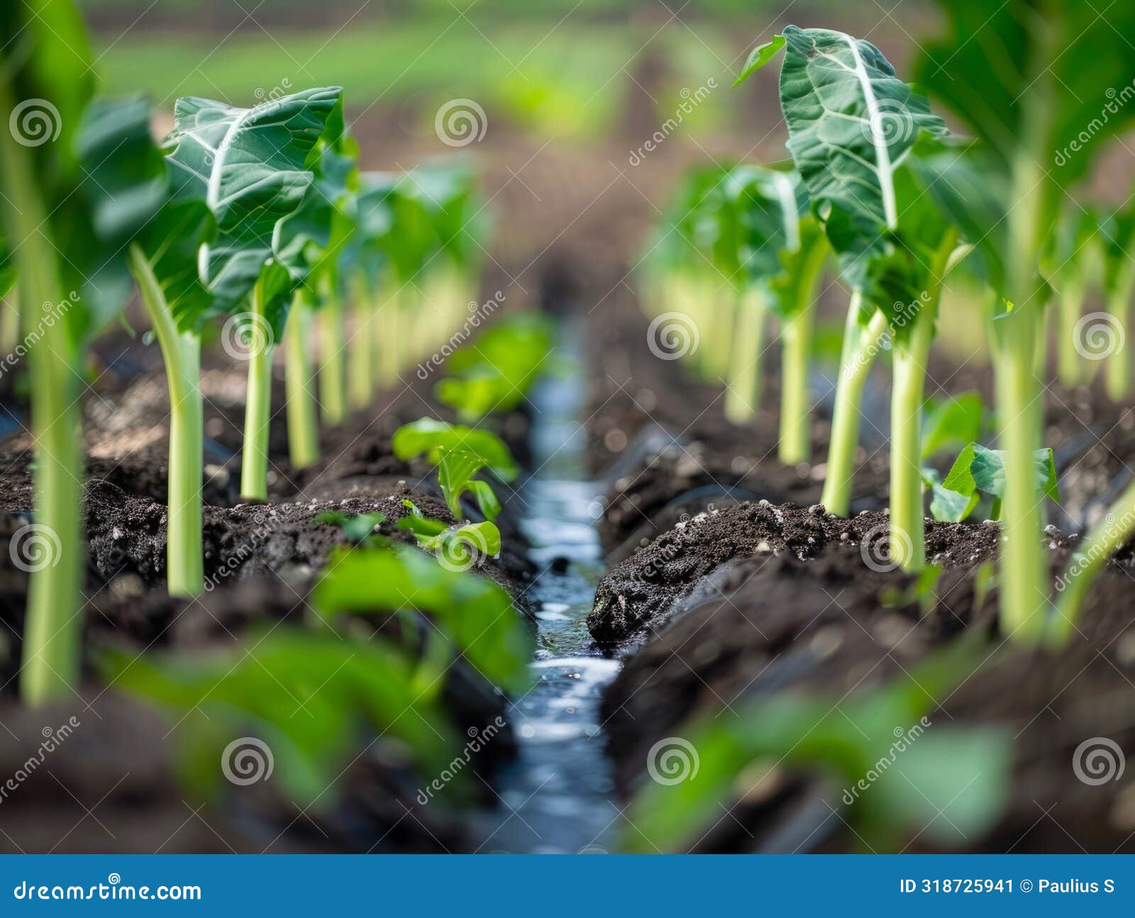 Efficient Water Distribution: Exploring the Drip Irrigation Method ...