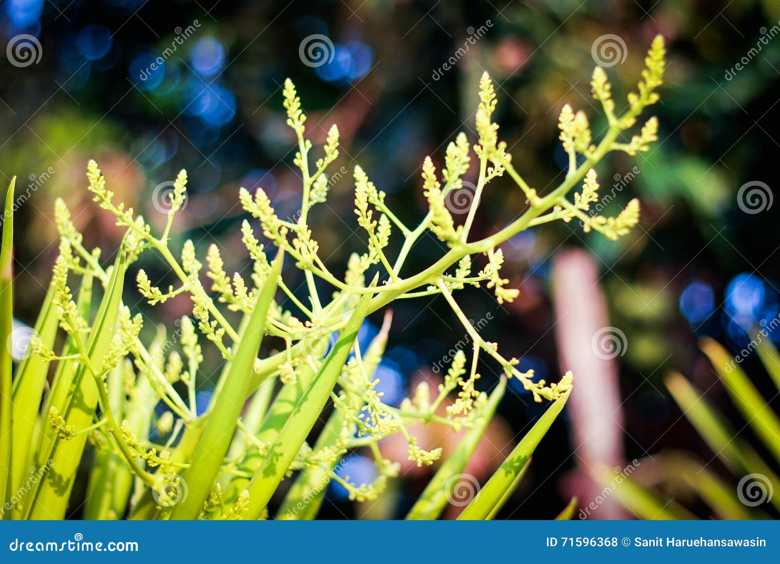 The Efflorescence of Chan Pha Tree Stock Photo - Image of plant, forest ...