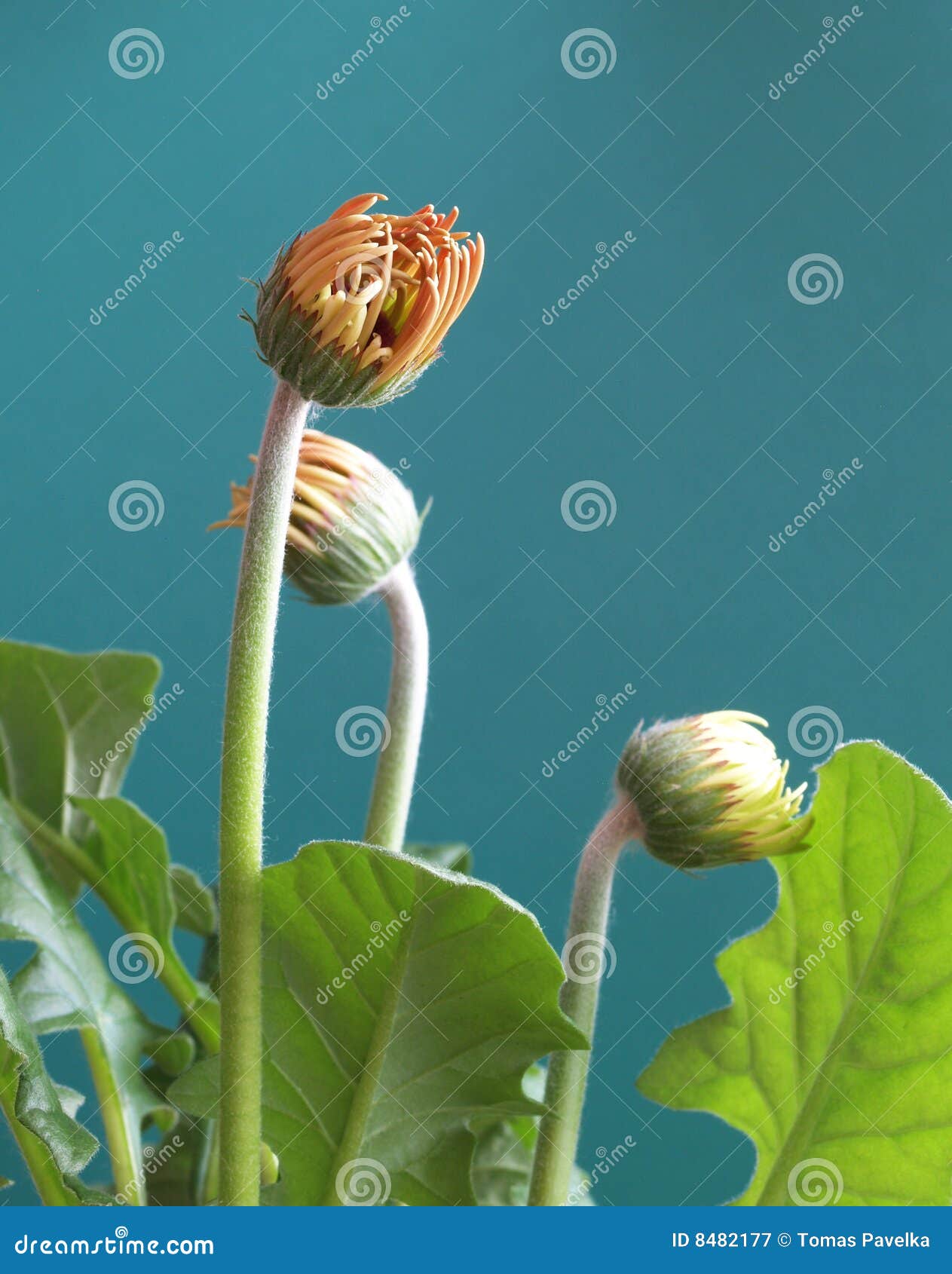 Efflorescent Yellow Blossoms Stock Image - Image of stalk, burgeon: 8482177