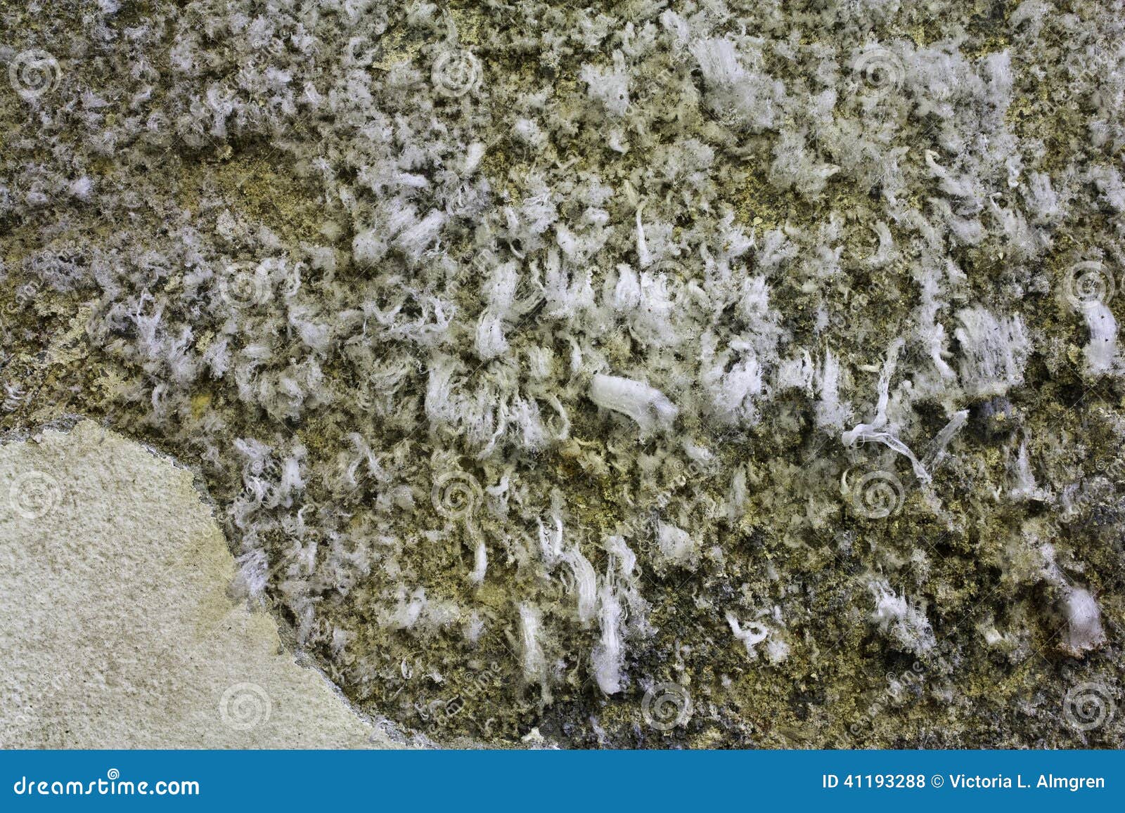 Efflorescenza fotografia stock. Immagine di danneggiato - 41193288