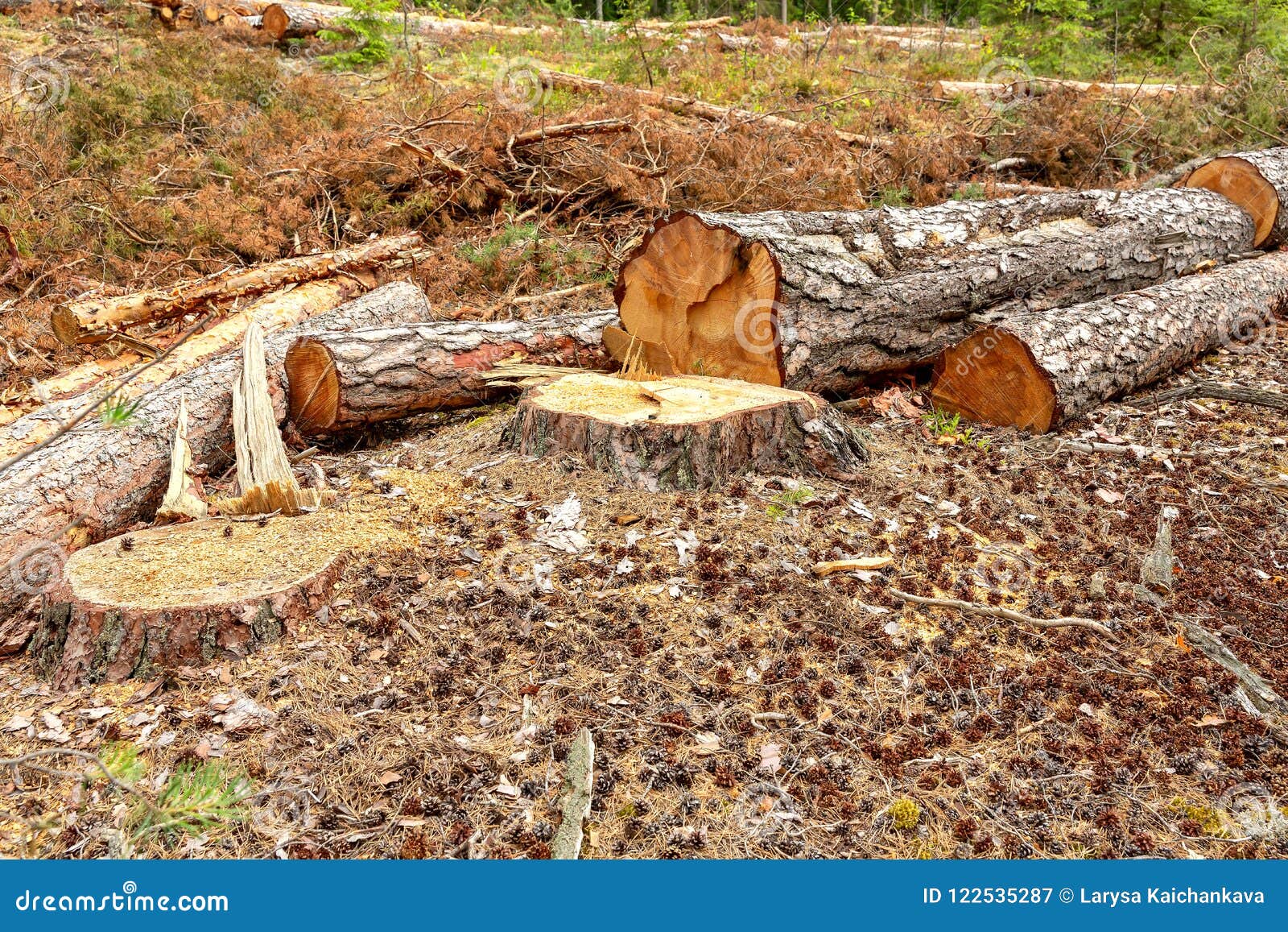 Eforestation and Industrial Tree Logging Stock Image - Image of ...