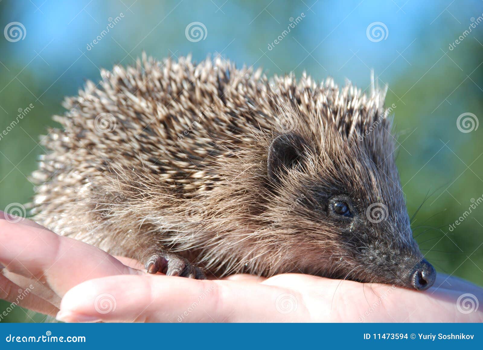 Egel stock foto. Image of leuk, haag, stekelig, tuin - 11473594