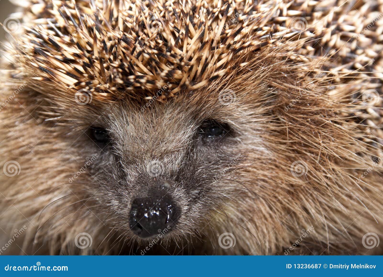 Egel stock afbeelding. Image of doornig, doorn, wild - 13236687