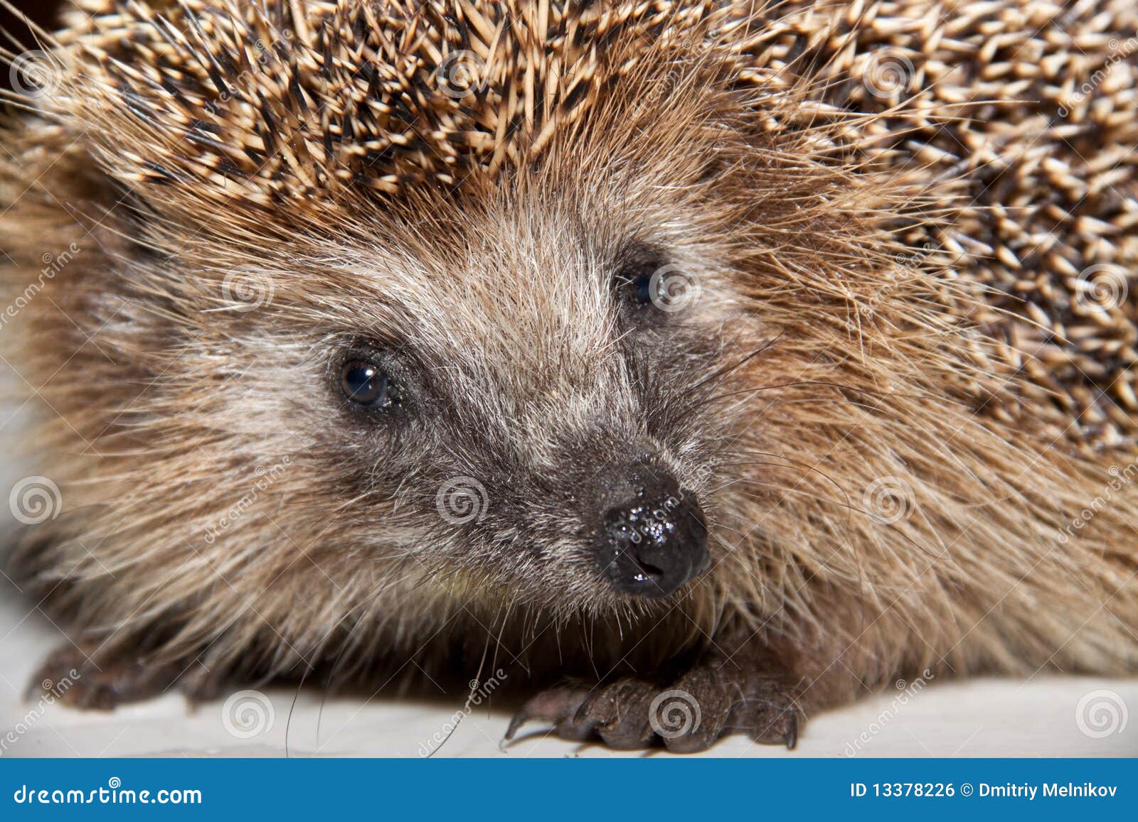 Egel stock foto. Image of leuk, schepsel, snuit, knaagdier - 13378226