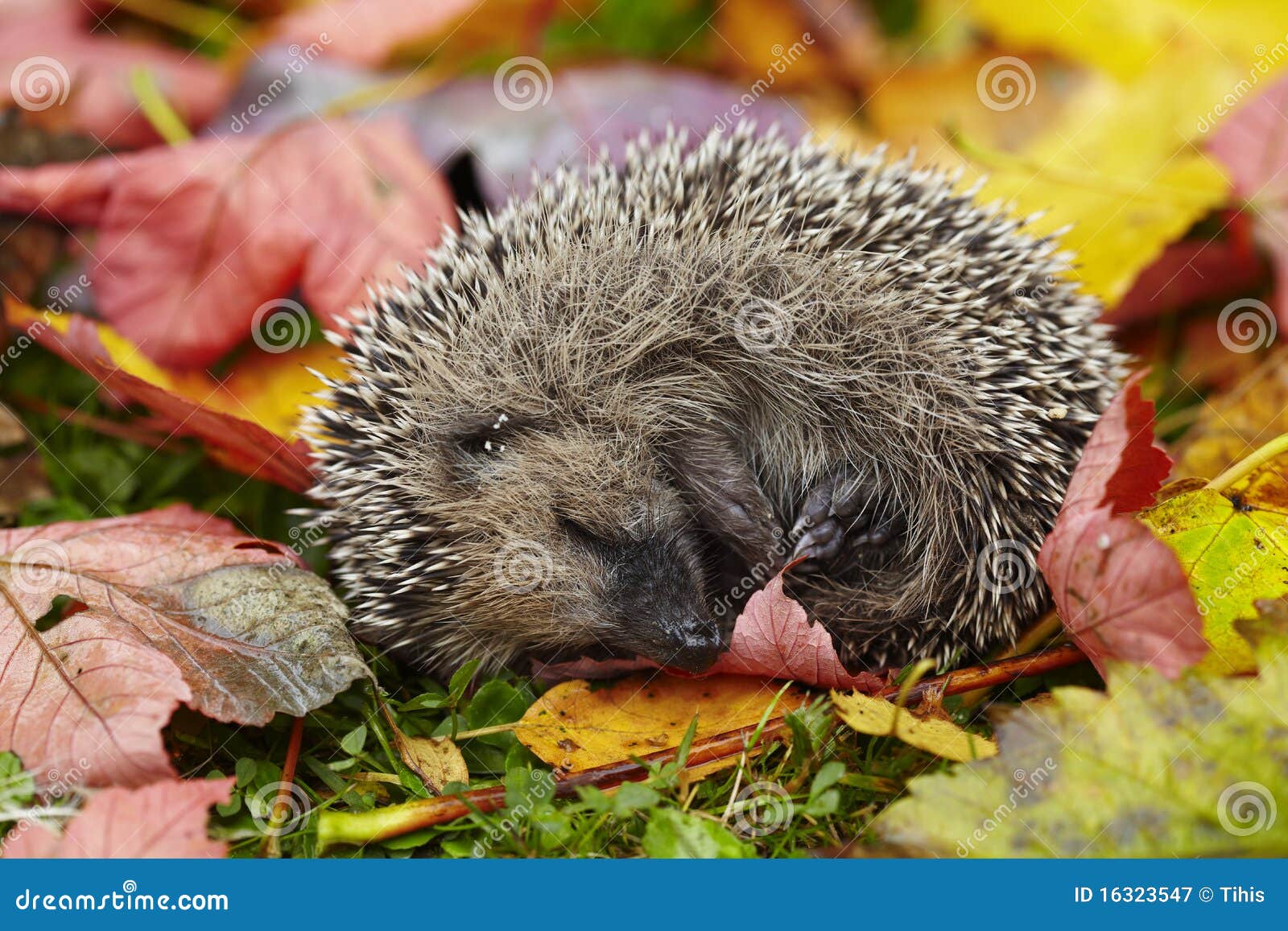 Egel stock afbeelding. Image of eenzaam, kleuren, druiloor - 16323547