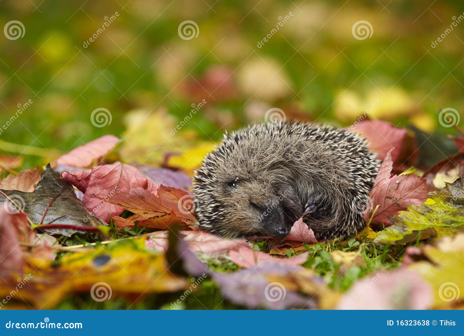 Egel stock foto. Image of gras, zoeken, zoogdier, egel - 16323638
