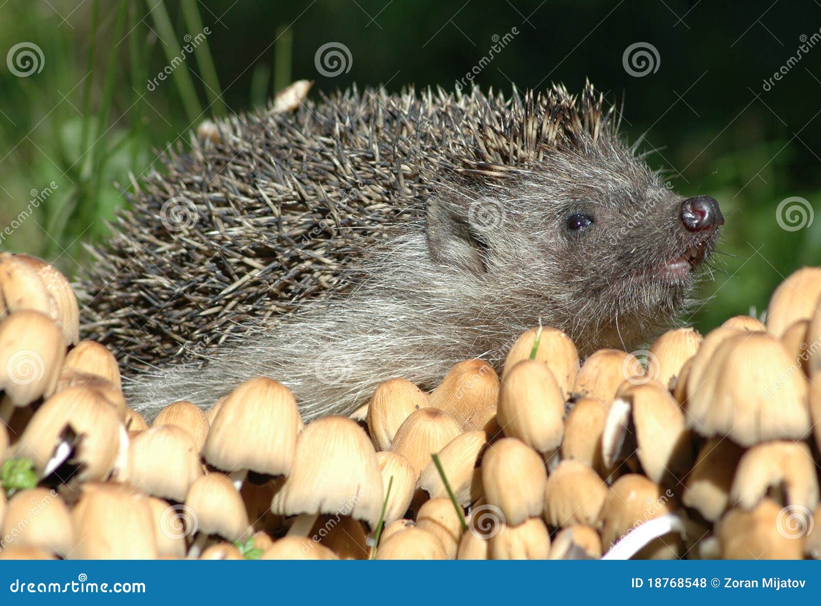 Egel stock foto. Image of egel, tuin, leuk, haag, stekels - 18768548
