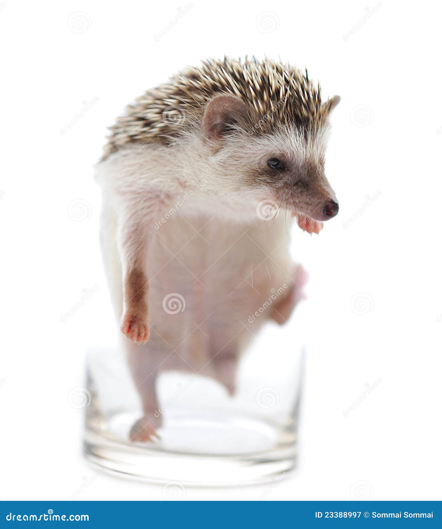 Egel stock afbeelding. Image of poot, doornig, geïsoleerd - 23388997