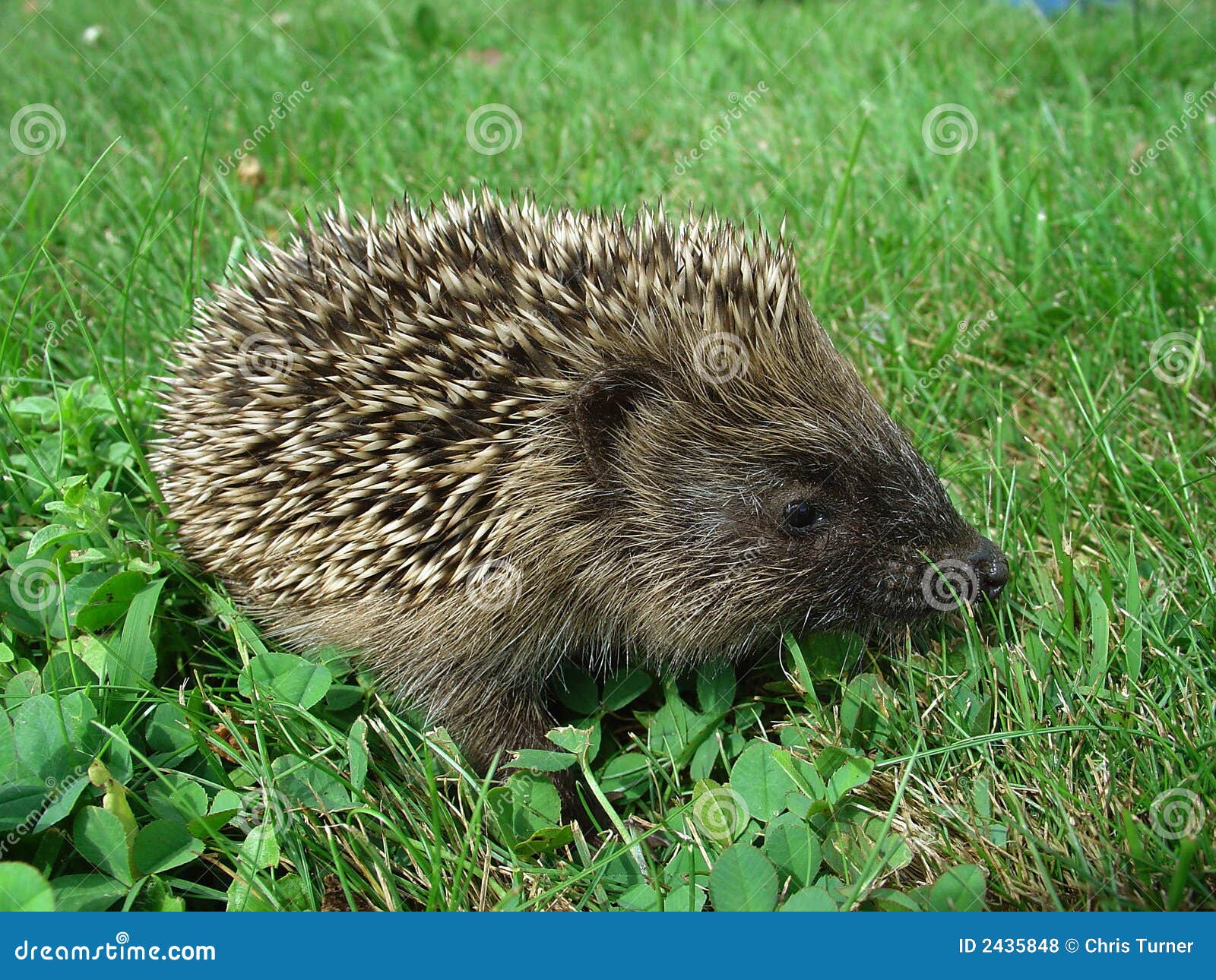 Egel stock foto. Image of leuk, helder, tuin, ogen, zoogdier - 2435848