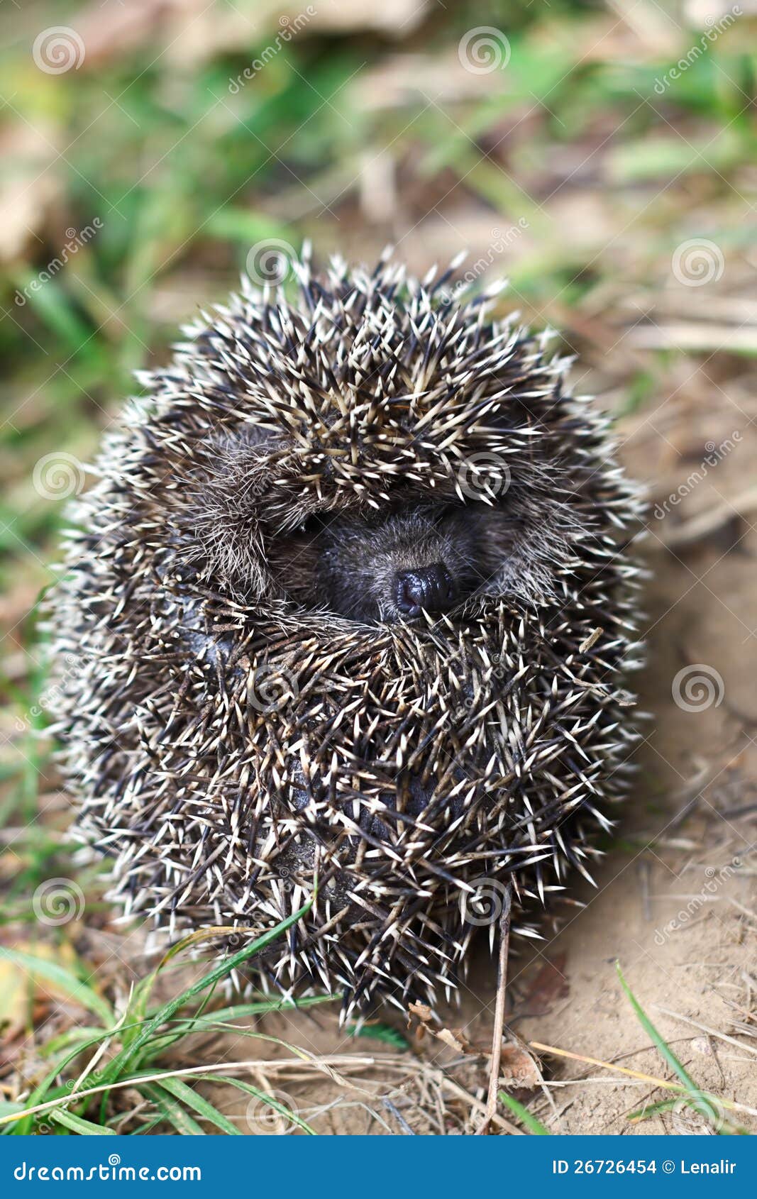 Egel stock foto. Image of wild, egel, krul, schrik, buiten - 26726454