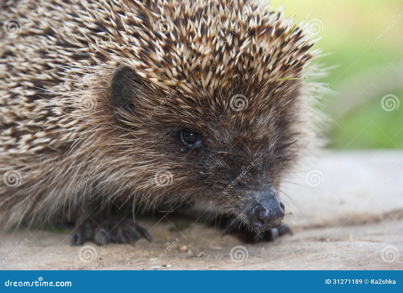 Egel stock afbeelding. Image of egel, wild, bescherming - 31271189