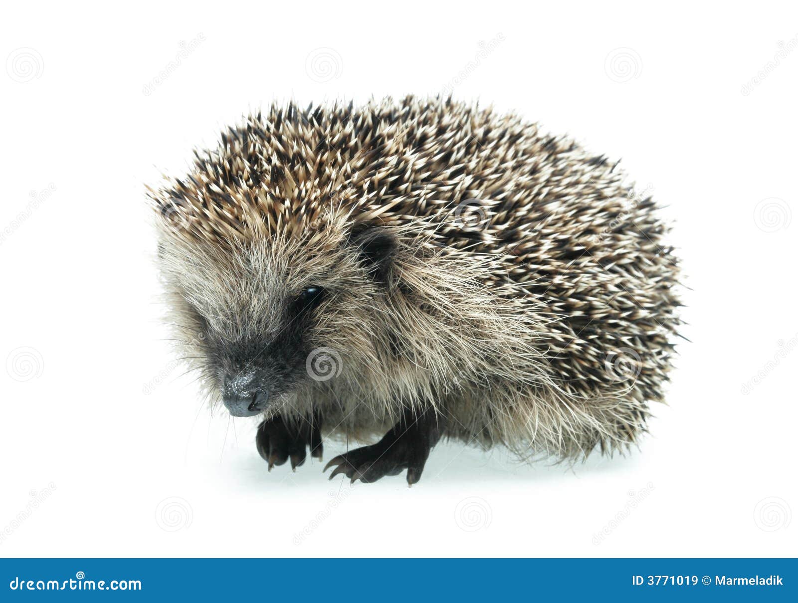 Egel Picture. Image: 3771019