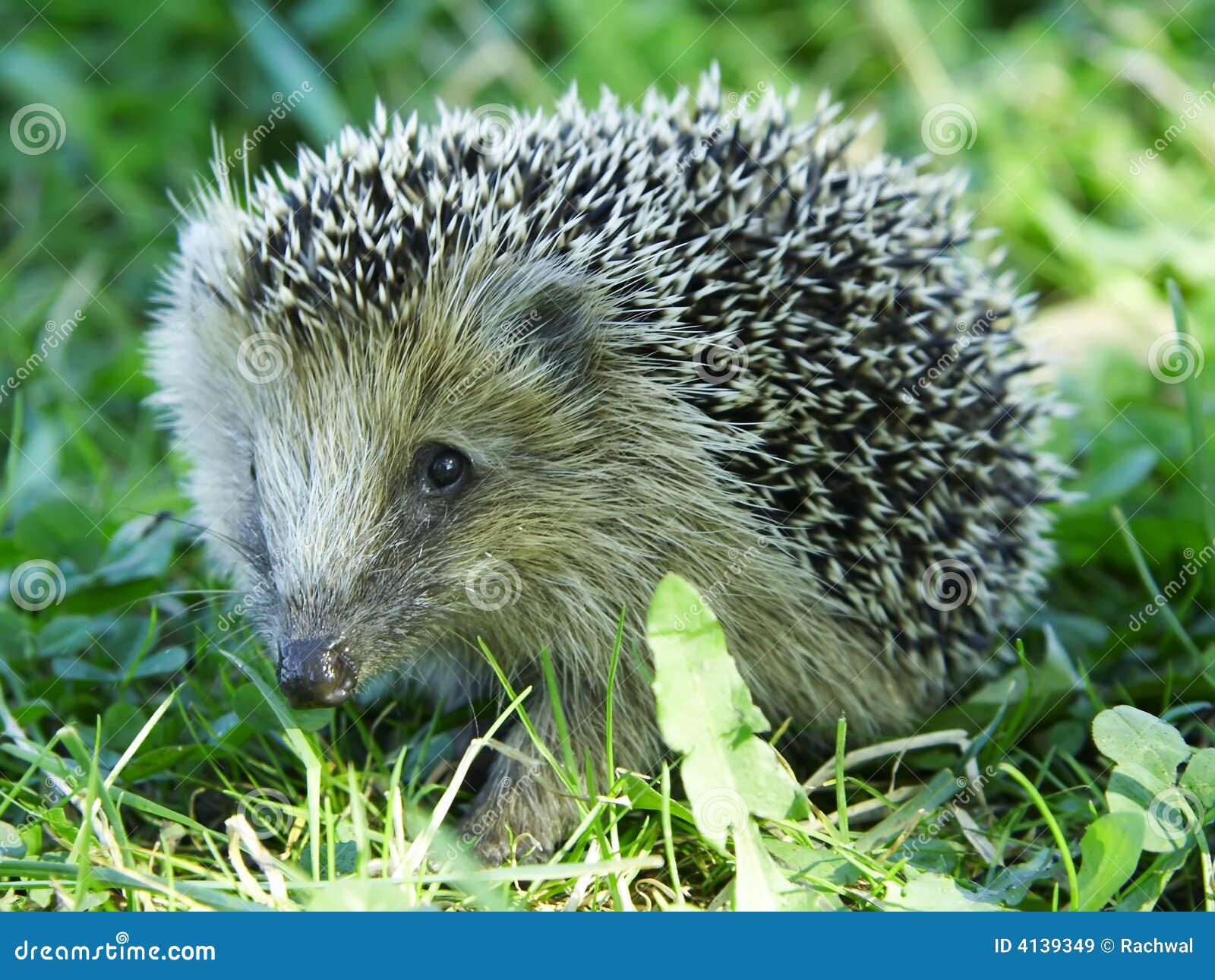 Egel stock afbeelding. Image of stekelig, egel, wild, leuk - 4139349