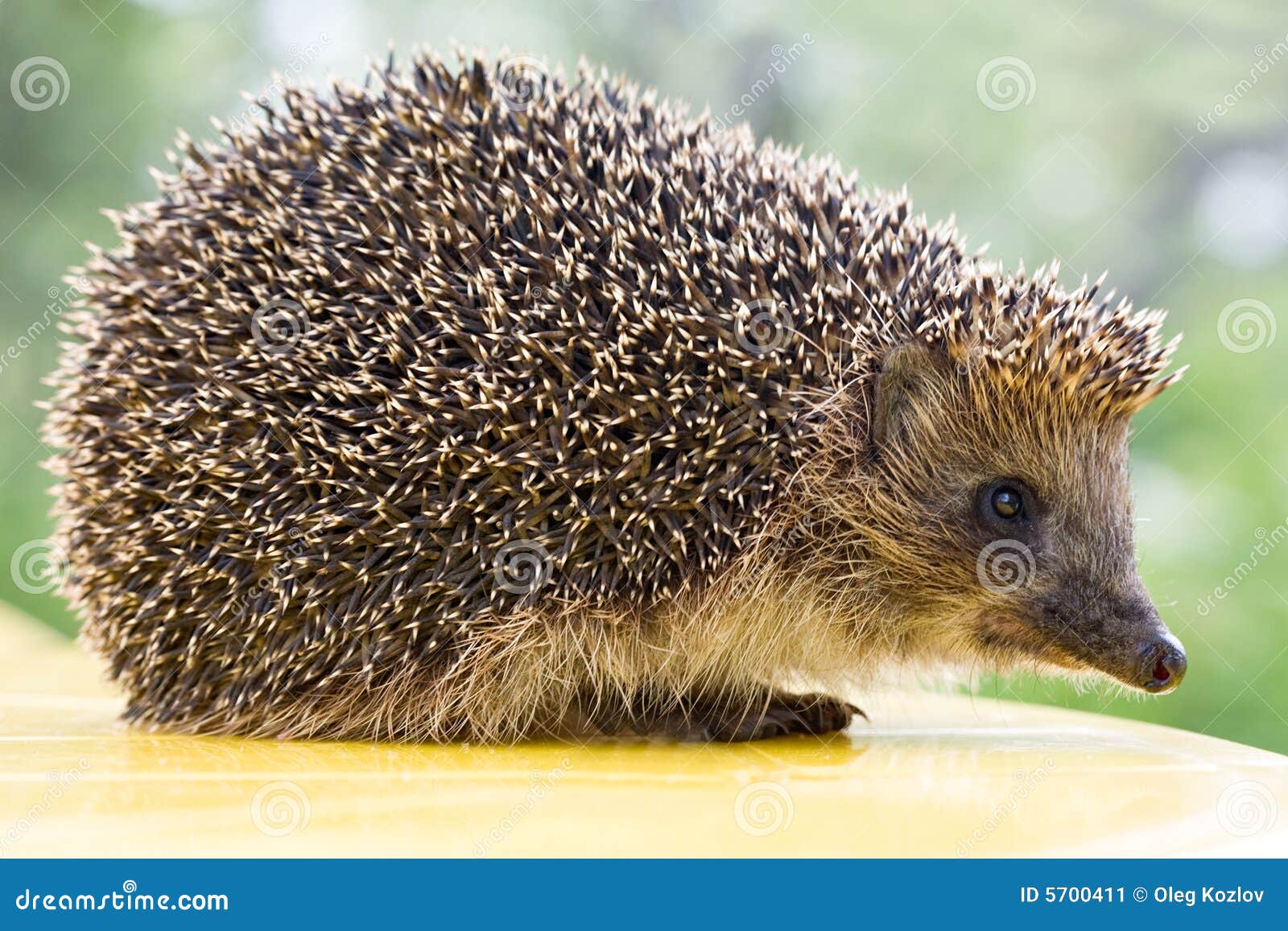 Egel stock afbeelding. Image of zoogdier, wild, poot, stekelig - 5700411