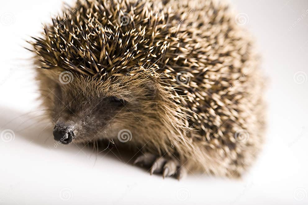 Egel stock afbeelding. Image of dieren, egel, schepsel - 6305401