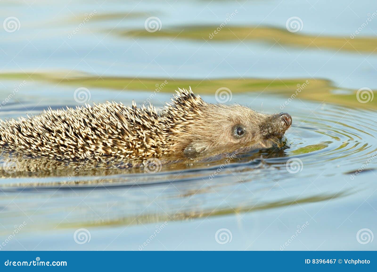 Egel stock afbeelding. Image of dier, kleur, zwemmen, fauna - 8396467