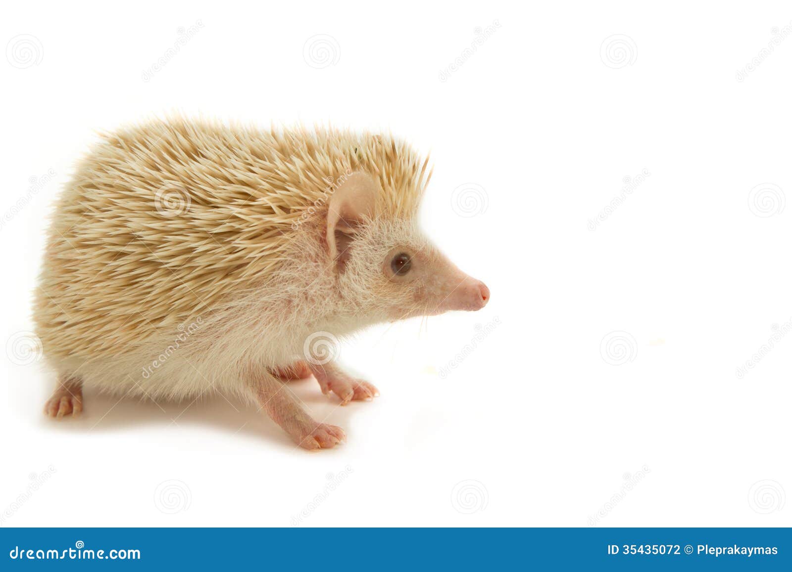 Egel, Afrikaanse Pygmy Egel Stock Foto - Image of stekelig, doornig ...