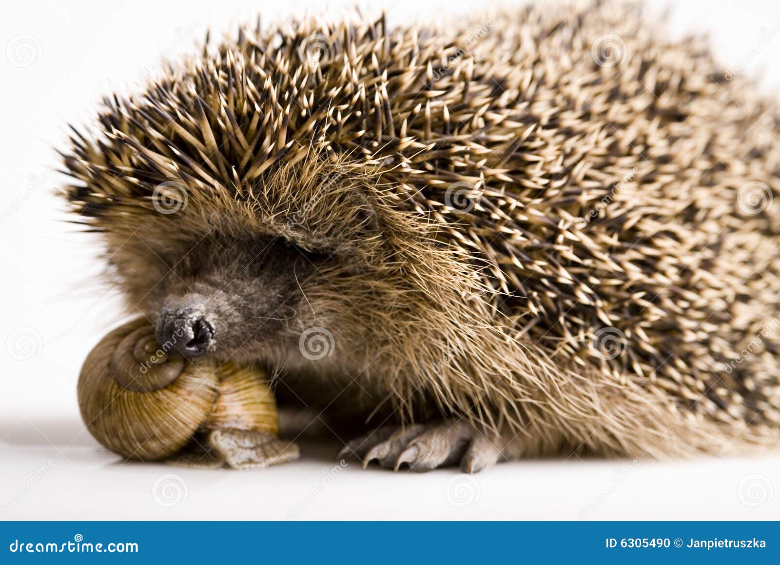 Egel - Slak stock foto. Image of najaar, nave, zoogdieren - 6305490