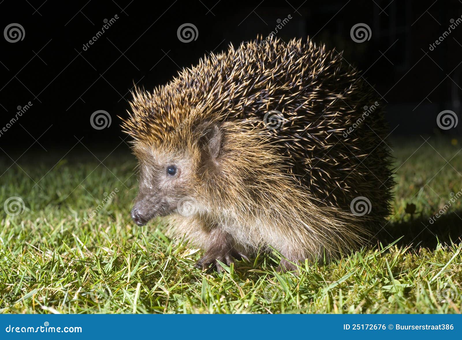 Egel in tuin stock foto. Image of egel, wild, openlucht - 25172676