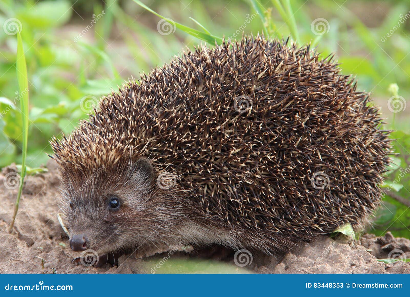 Egel, wild dier, stock afbeelding. Image of dier, zoogdier - 83448353