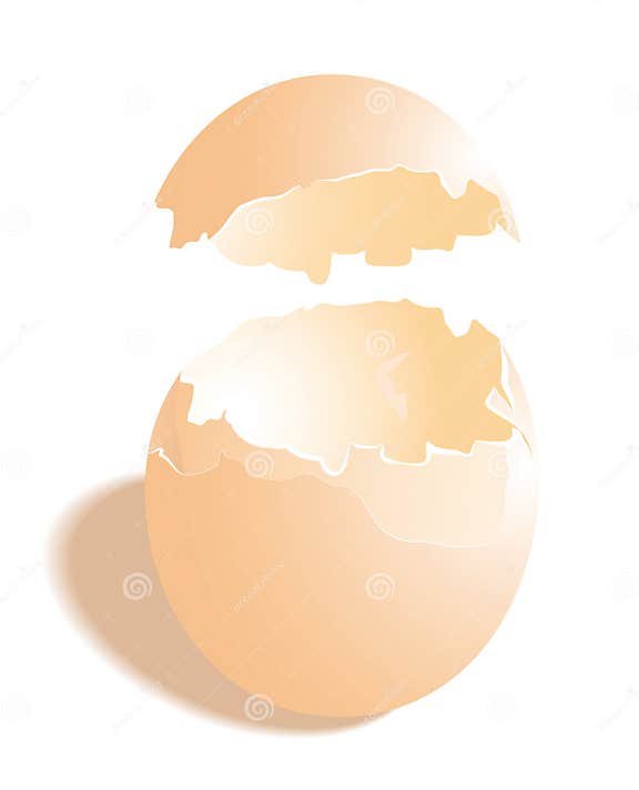 Egg stock vector. Illustration of farm, opening, eating - 18544392