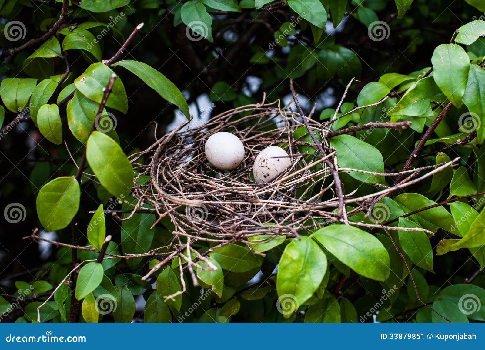 Egg bird in net stock image. Image of bird, birdie, europe - 33879851