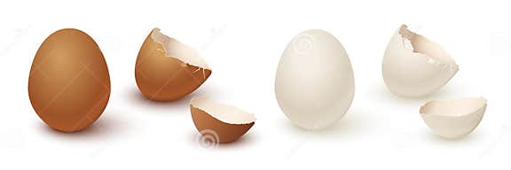 Egg and Broken Empty Eggshell Isolated on White Background. Vector Realistic White and Brown ...