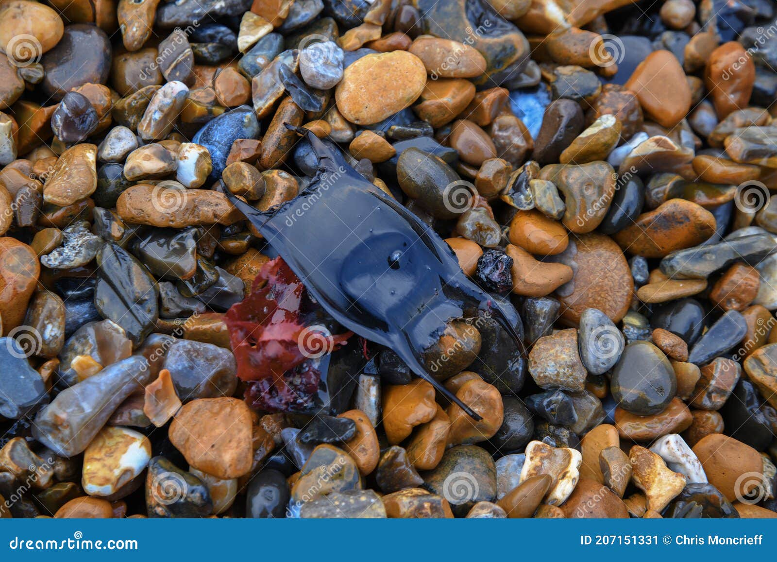 Egg Casing Of A Ray Fish Also Known As Mermaids Purse. Stock Image ...