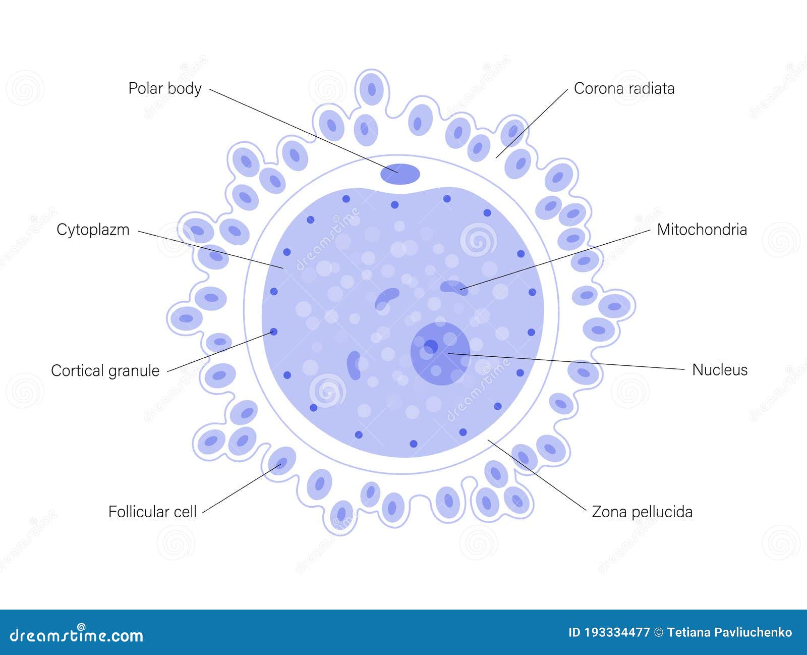 Human Egg Cell Diagram