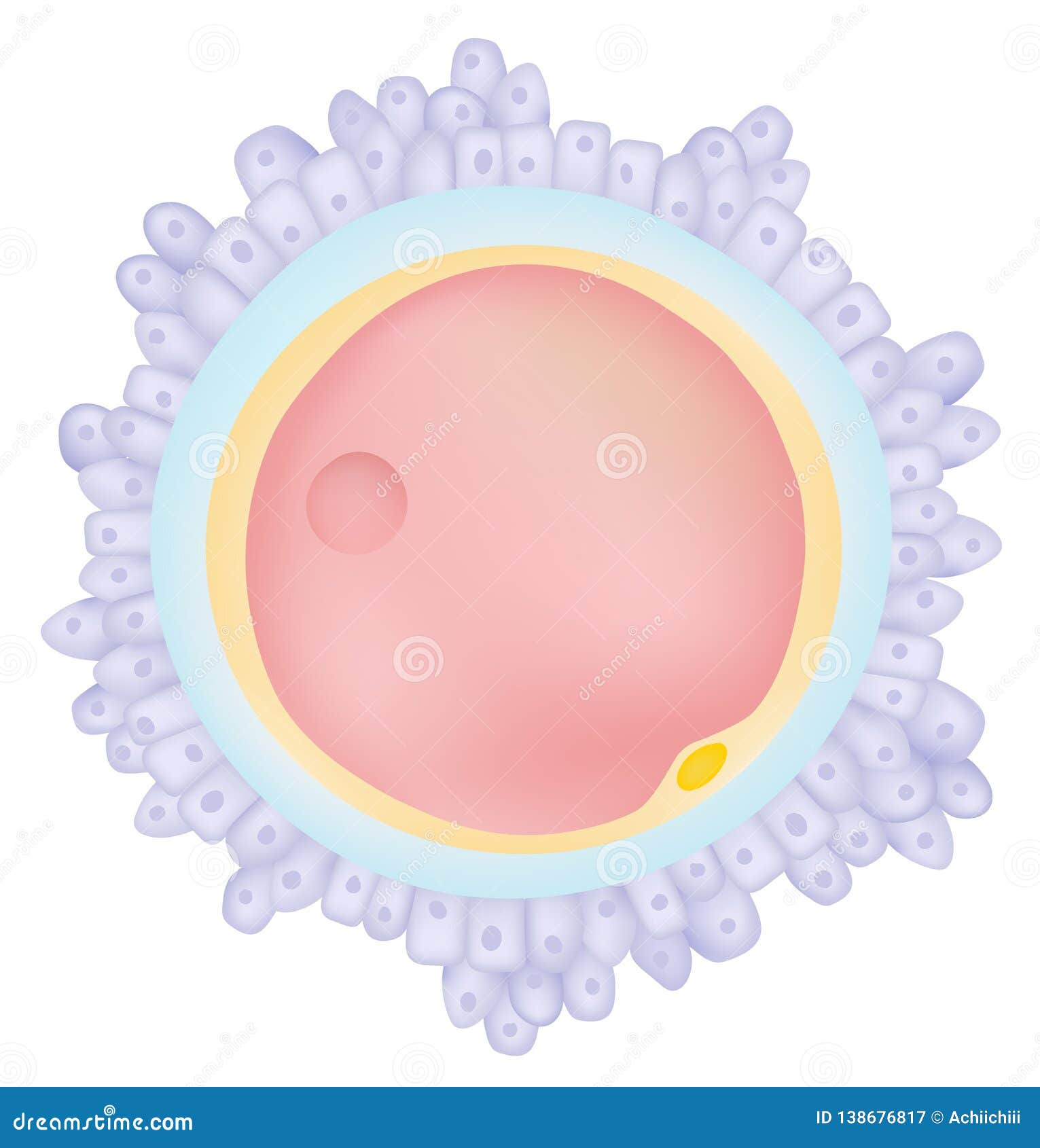 The egg cell - Ovum stock vector. Illustration of science - 138676817