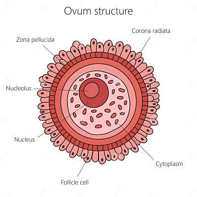Egg Cell Structure Diagram Medical Science Stock Vector - Illustration ...