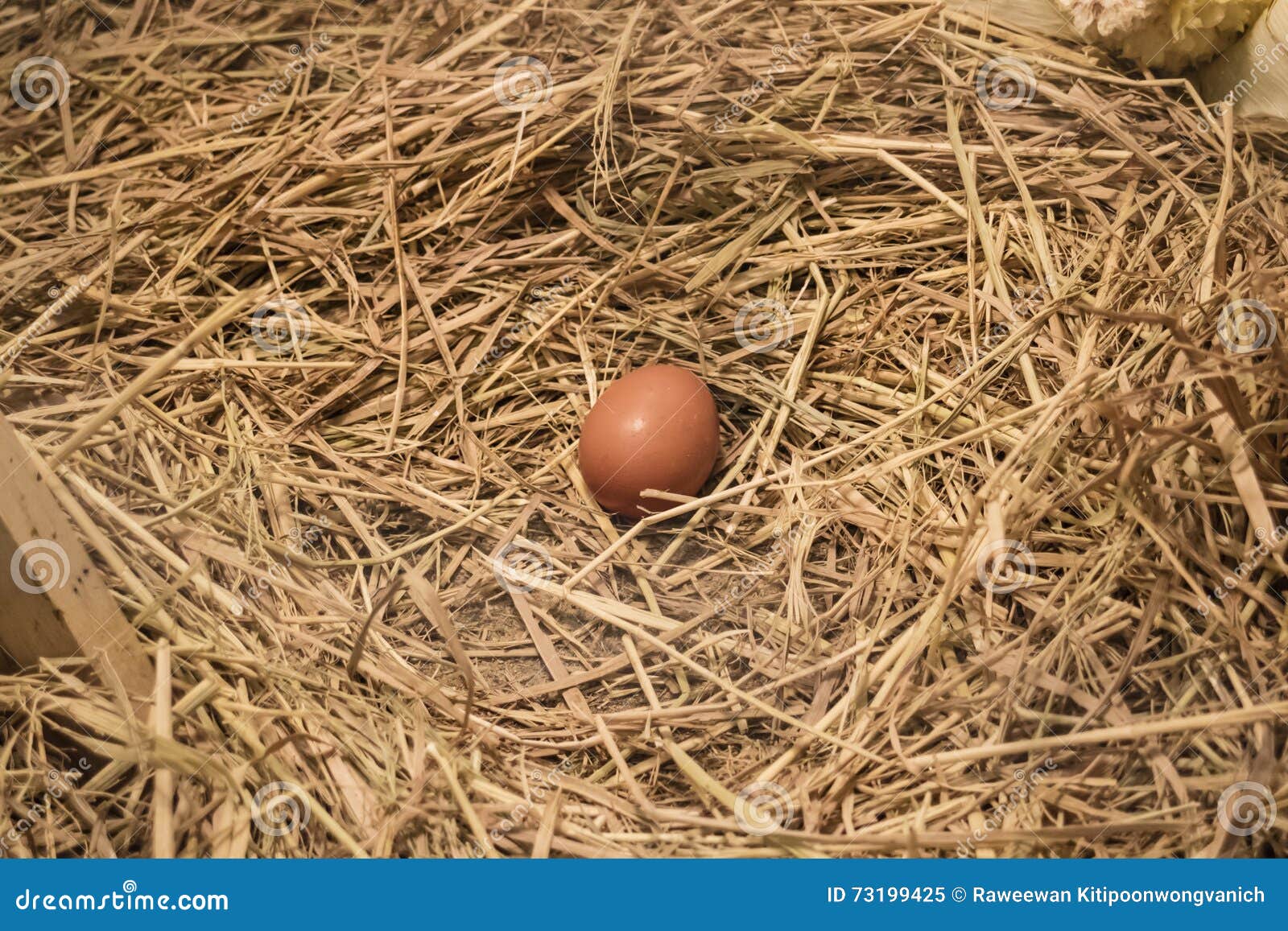 An egg in chicken nest stock image. Image of wooden, cooking - 73199425