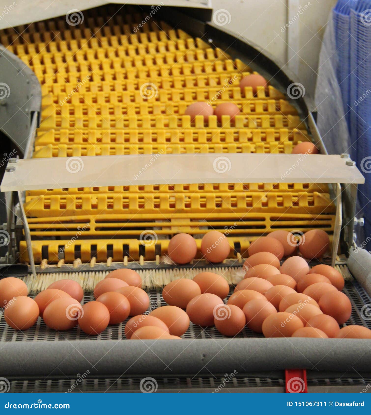 Egg Collecting Conveyor. stock image. Image of transportation - 151067311