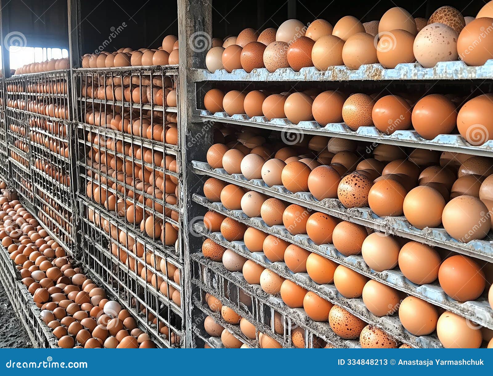 Egg Collection Systems, Automatic Conveyor Belts on Which Fresh Eggs ...