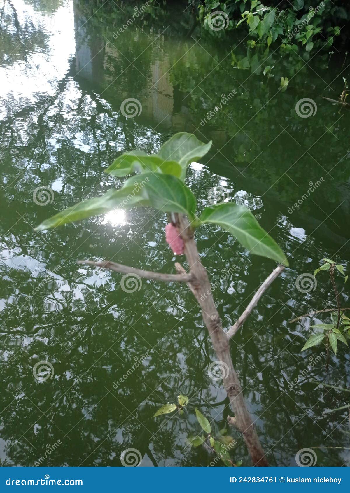 Egg Conch on the Trunk of a Noni Tree Over the River Stock Image ...