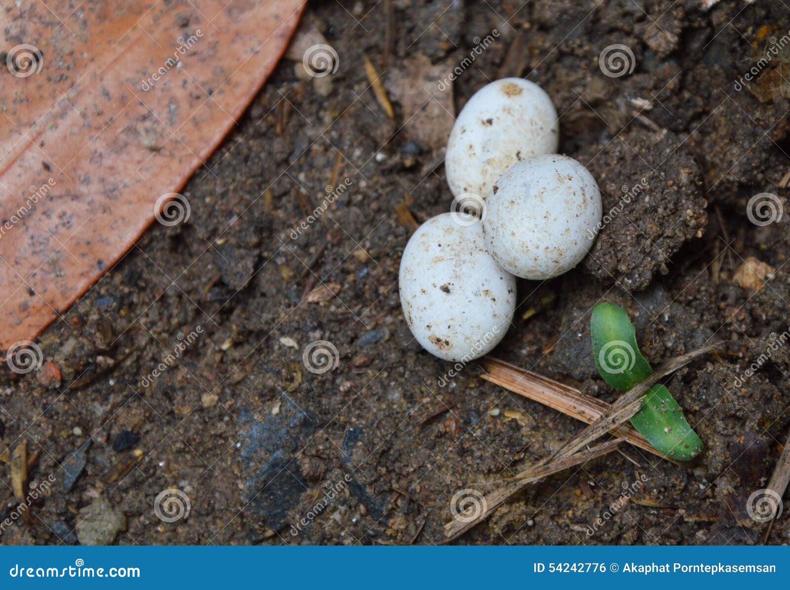 Egg on the dirt ground stock photo. Image of leaf, animal - 54242776