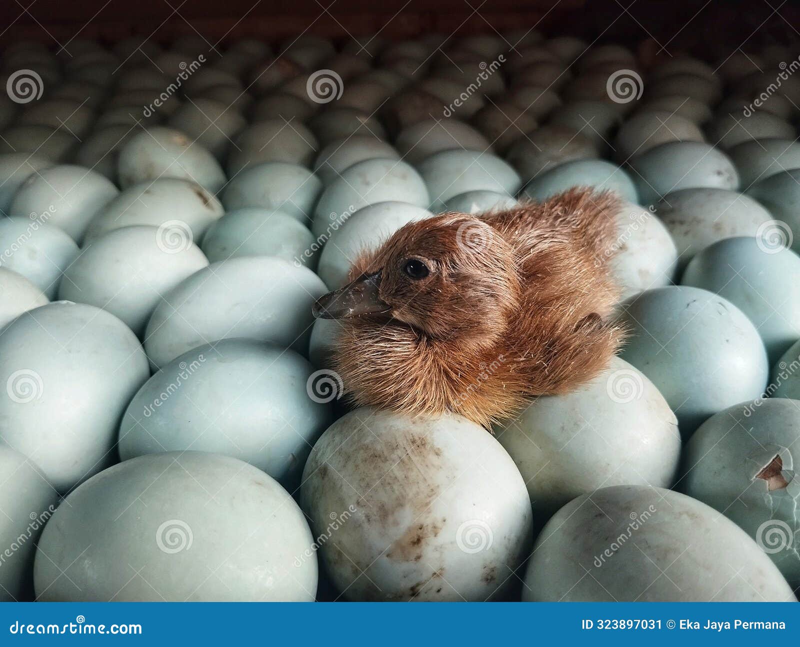 Egg Duck Hatch Procces in a Duck Farm Stock Image - Image of duck ...