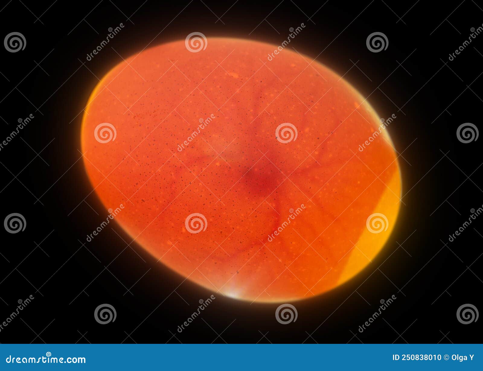 An Egg with a Duckling Embryo Beamed on an Ovoscope Stock Photo - Image ...