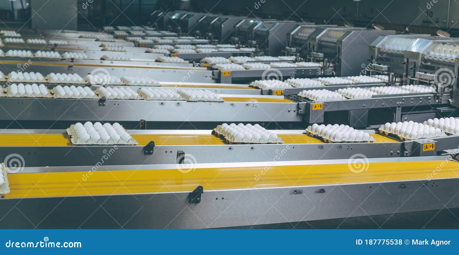 Egg Factory Industry Poultry Conveyor Production Stock Photo - Image of ...